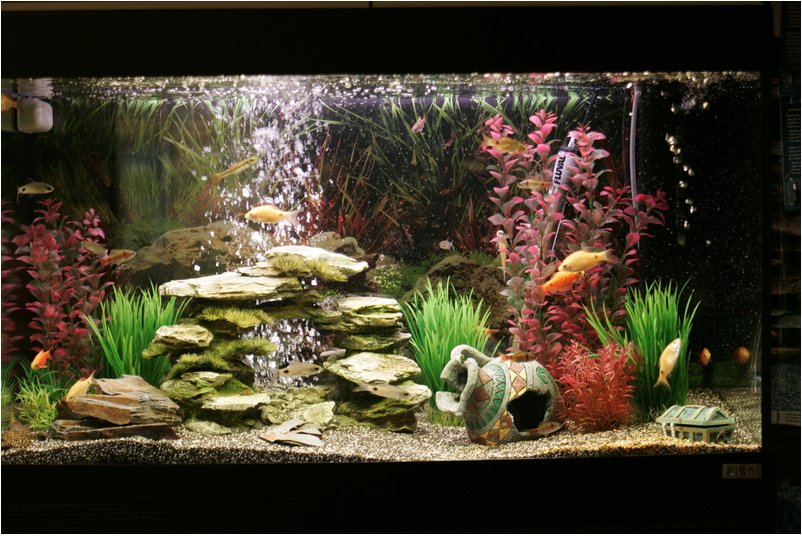 Aquatic gallery | London | Woodford Aquatics