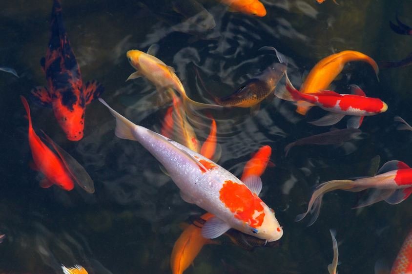 Coldwater fish | London | Woodford Aquatics