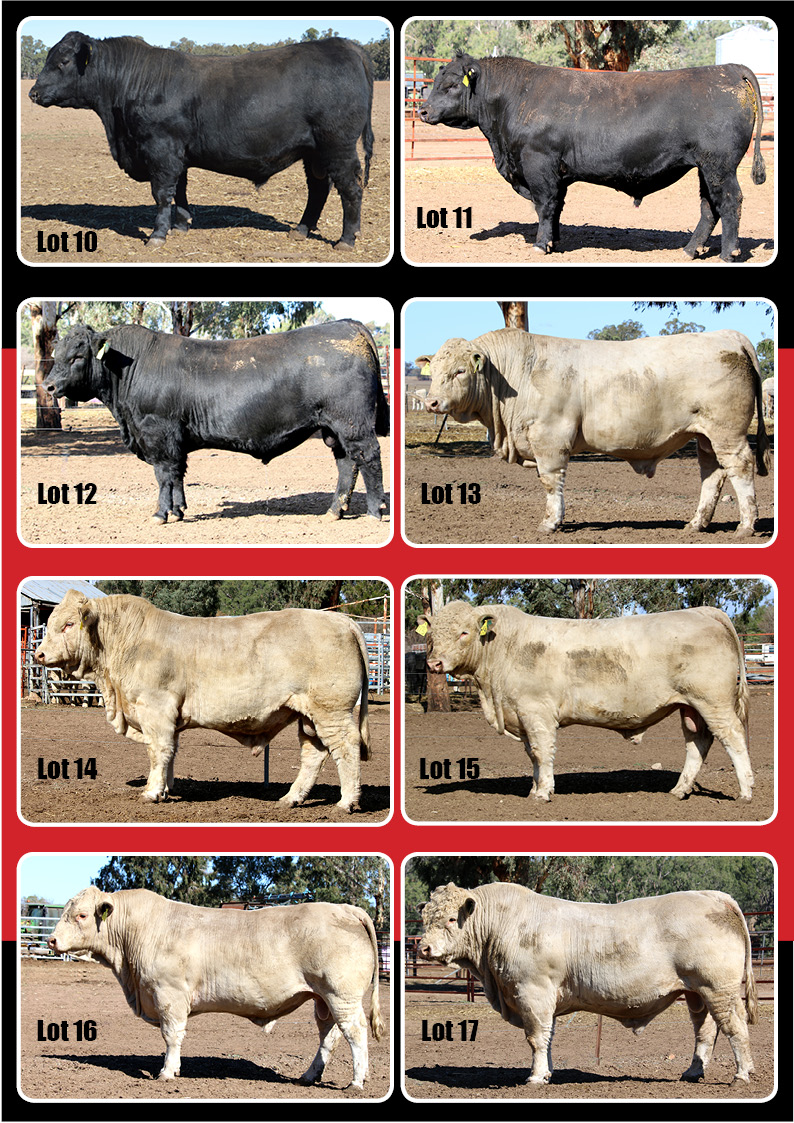 DSK Angus and Charolais - Coonabarabran, NSW - Bull Sale