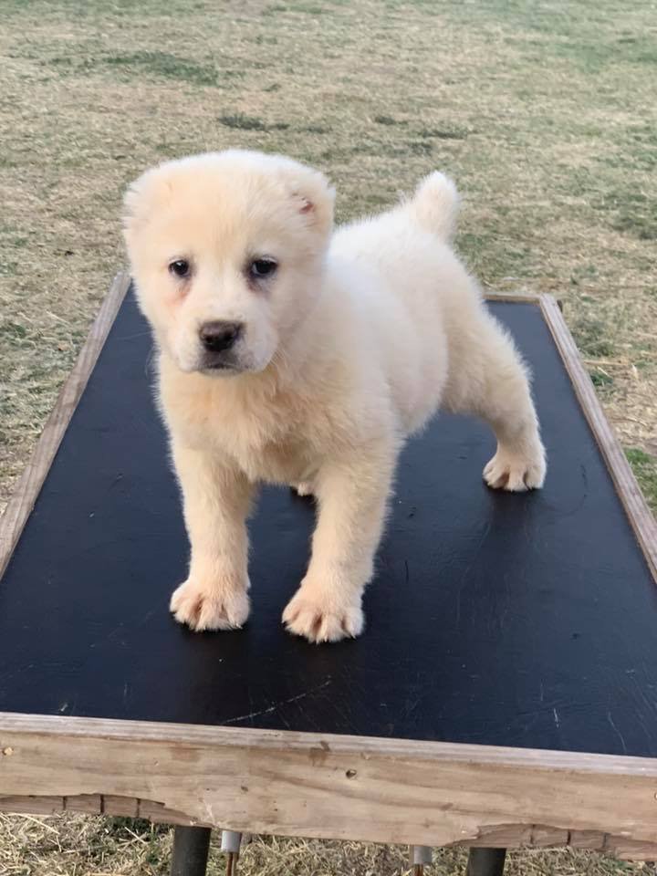 Pastor de Asia Central en Venta | Criadero Alabai.mx Mexico