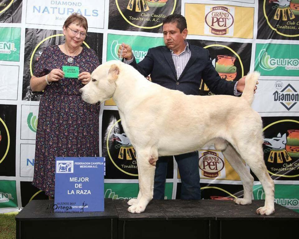 Pastor de Asia Central Alabai | Criadero Alabai.mx