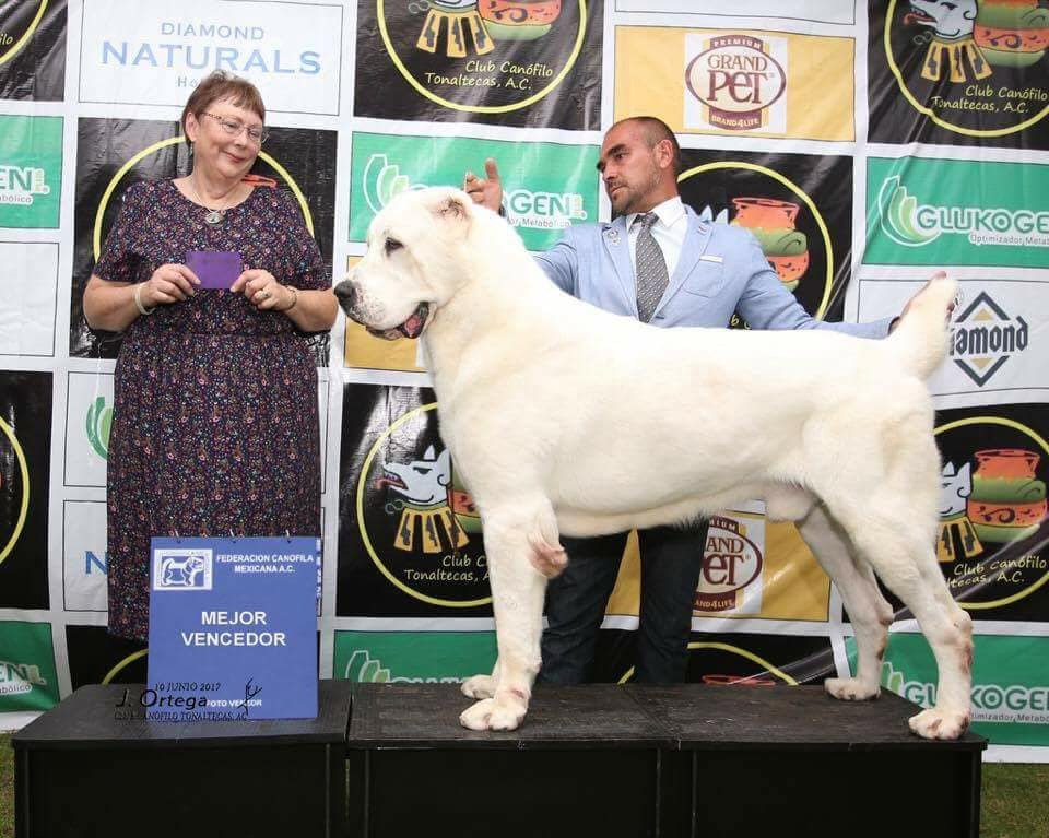 Pastor de Asia Central Alabai | Criadero Alabai.mx