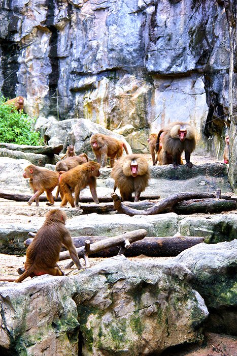 Hamadryas Baboon Exhibit, Singapore Zoo - Simulated Rock Cliffs