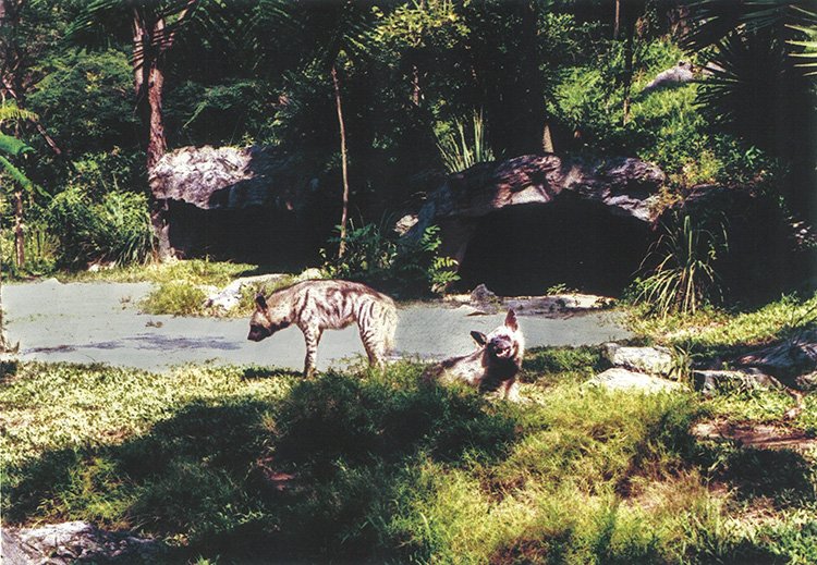 Hyena Exhibit, Singapore Night Safari - Simulated Rockwork