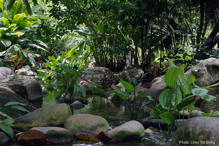 Tanglin Core, Singapore Botanic Gardens