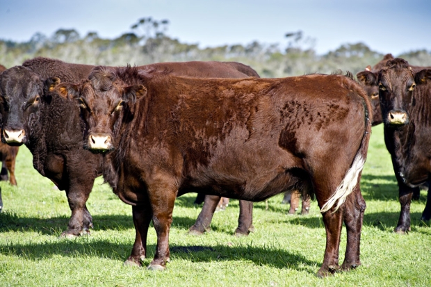 Glenridge Park - Mount Barker, WA - Sussex Cattle