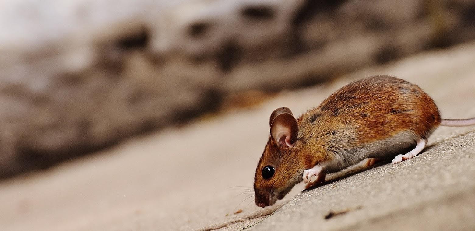 Common Pests in Humid and Moist Weather