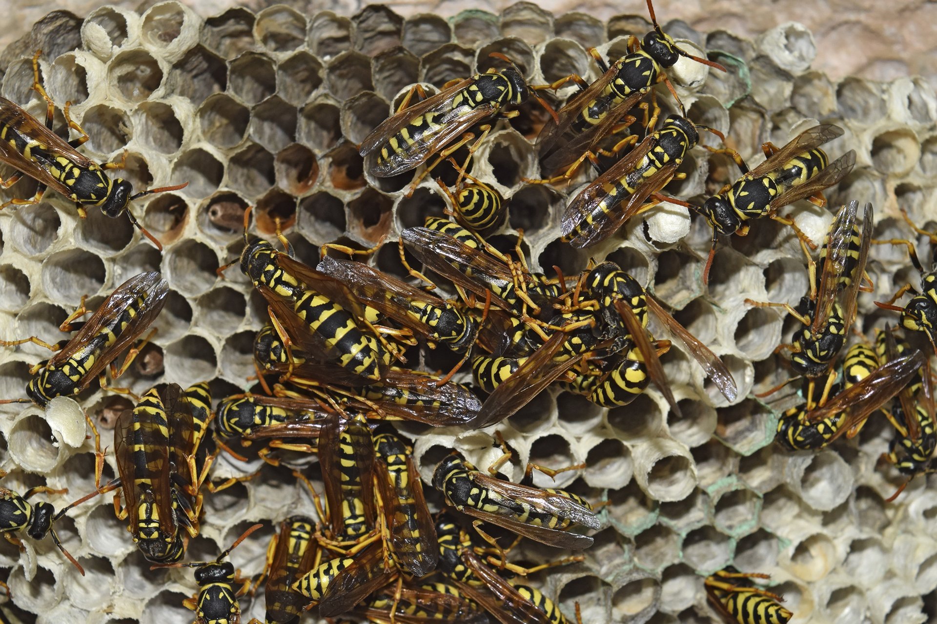 Wasp control, Cimex Pest Control Services Ltd