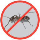What Are Red Ants? | EcoGuard Pest Management