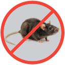 Understanding Ant Colony Structure and Hierarchy | EcoGuard