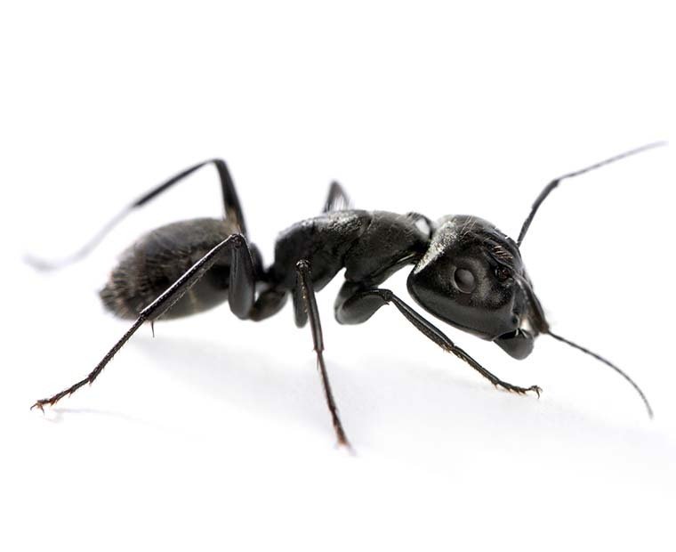 Pest Library | EcoGuard Pest Management