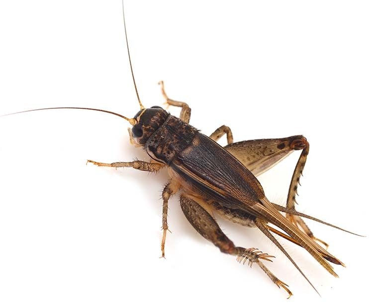 Pest Library | EcoGuard Pest Management