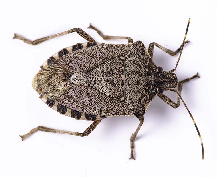 Pest Library | EcoGuard Pest Management