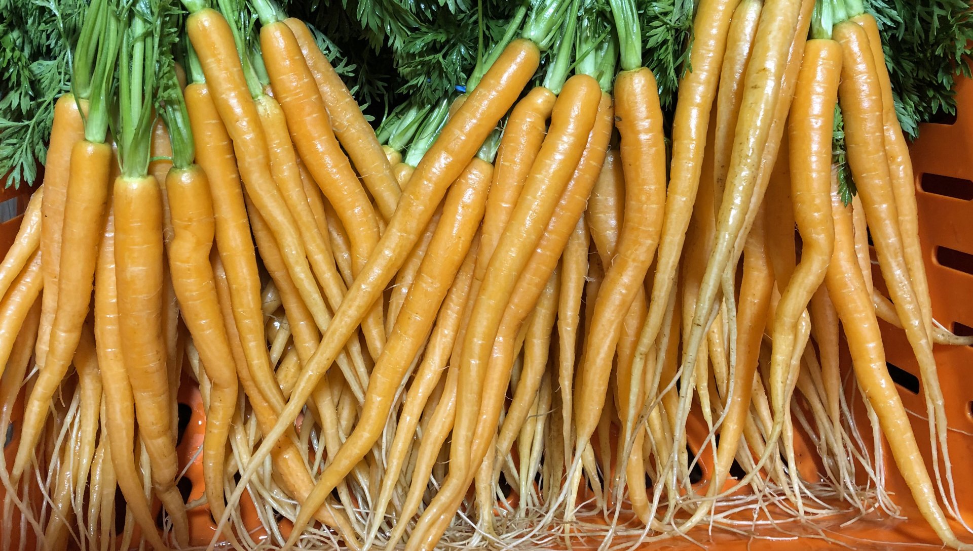 English Baby Carrots