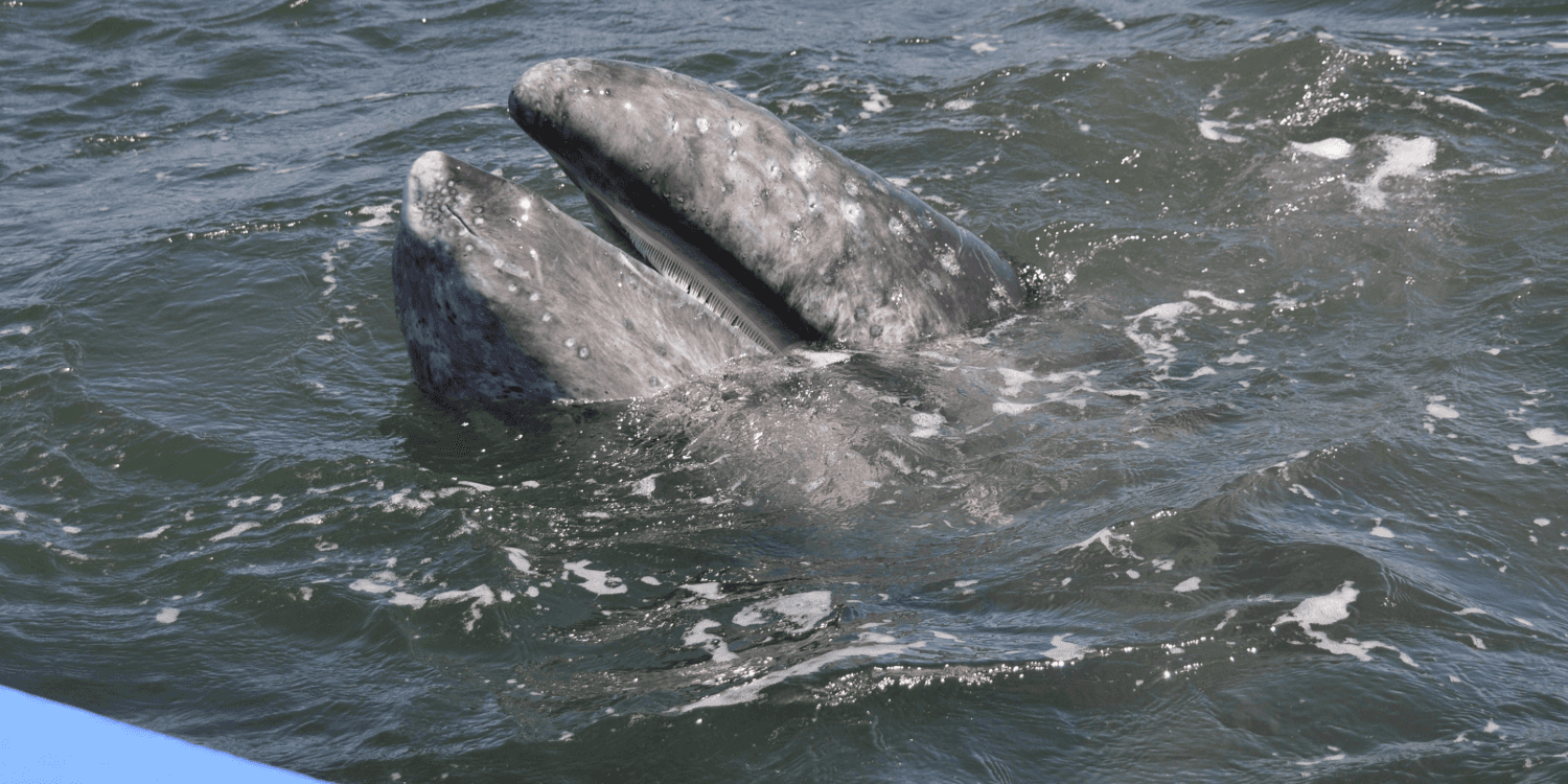 Gray Whale Facts and Figures - Gray Whale Breeding and Migration