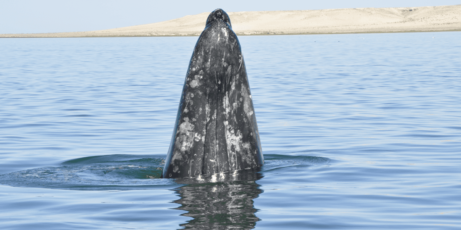 Gray Whale Facts and Figures - Gray Whale Breeding and Migration