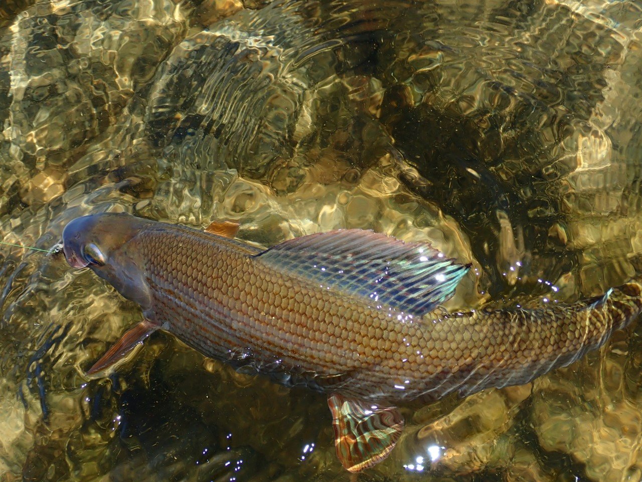 Grayling Tagging in Northern Sweden