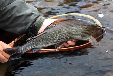 The Grayling Society news page
