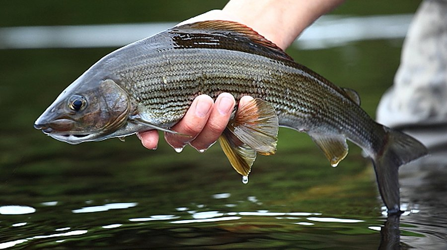 The Grayling Society