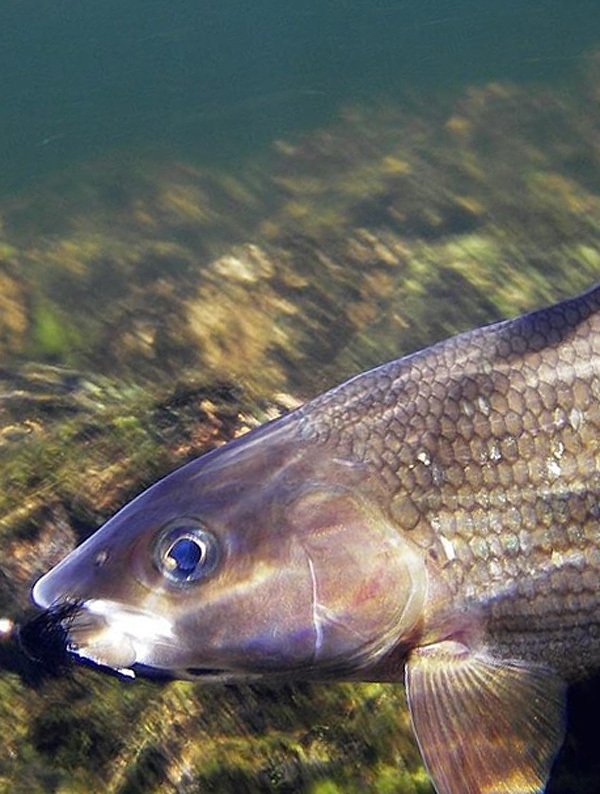 Details on where and how to fish for grayling