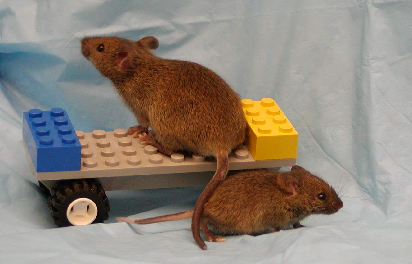 Long-lived mutant mice