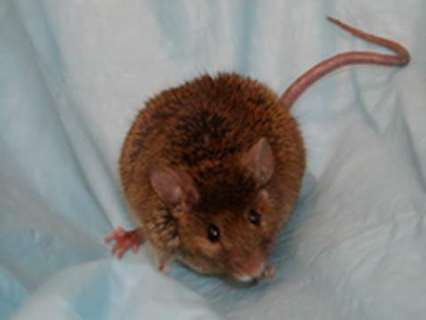 An obituary for a quite long-lived mouse