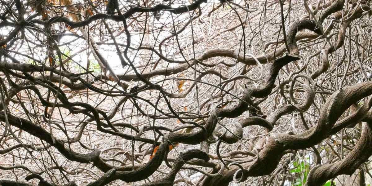 LOWVELD BOTANICAL GARDENS