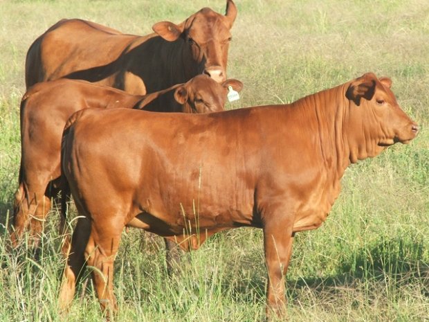 Planchonella Hill Senepols - North Star, NSW - Senepol Cattle