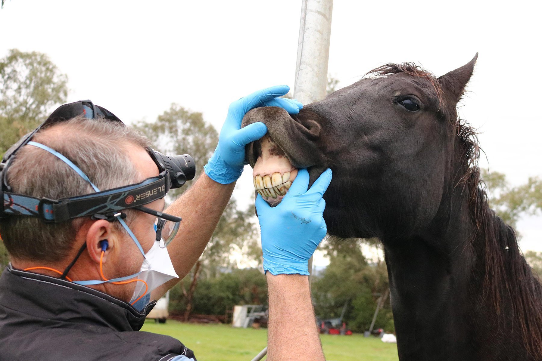 Gallery | Dr Ed’s Equine Veterinary Services