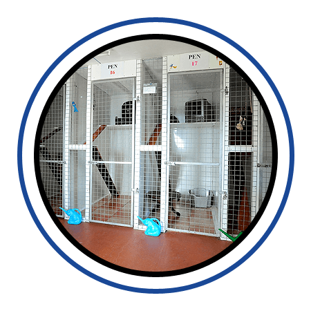 Hillside Kennels - a reputable cat kennel