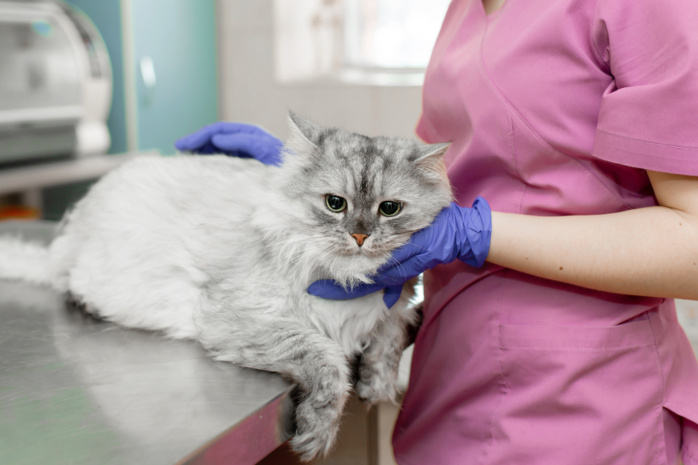 Veterinarian | Louisville, KY | Dixie Animal Hospital