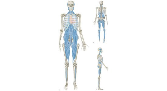 Anatomy Trains Structural Integration Rolfing 4-12 Series | Toronto