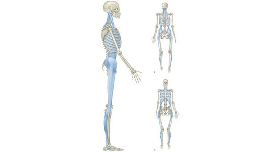 Anatomy Trains Structural Integration Rolfing 4-12 Series | Toronto