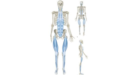Anatomy Trains Structural Integration Rolfing 4-12 Series | Toronto