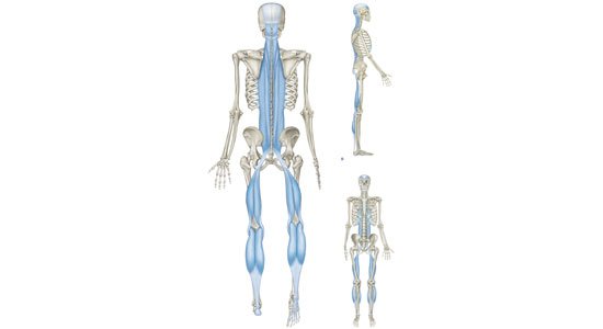 Anatomy Trains Structural Integration Rolfing 4-12 Series | Toronto