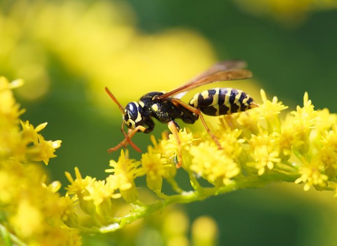 Important Information About Wasp Infestations in Your Yard