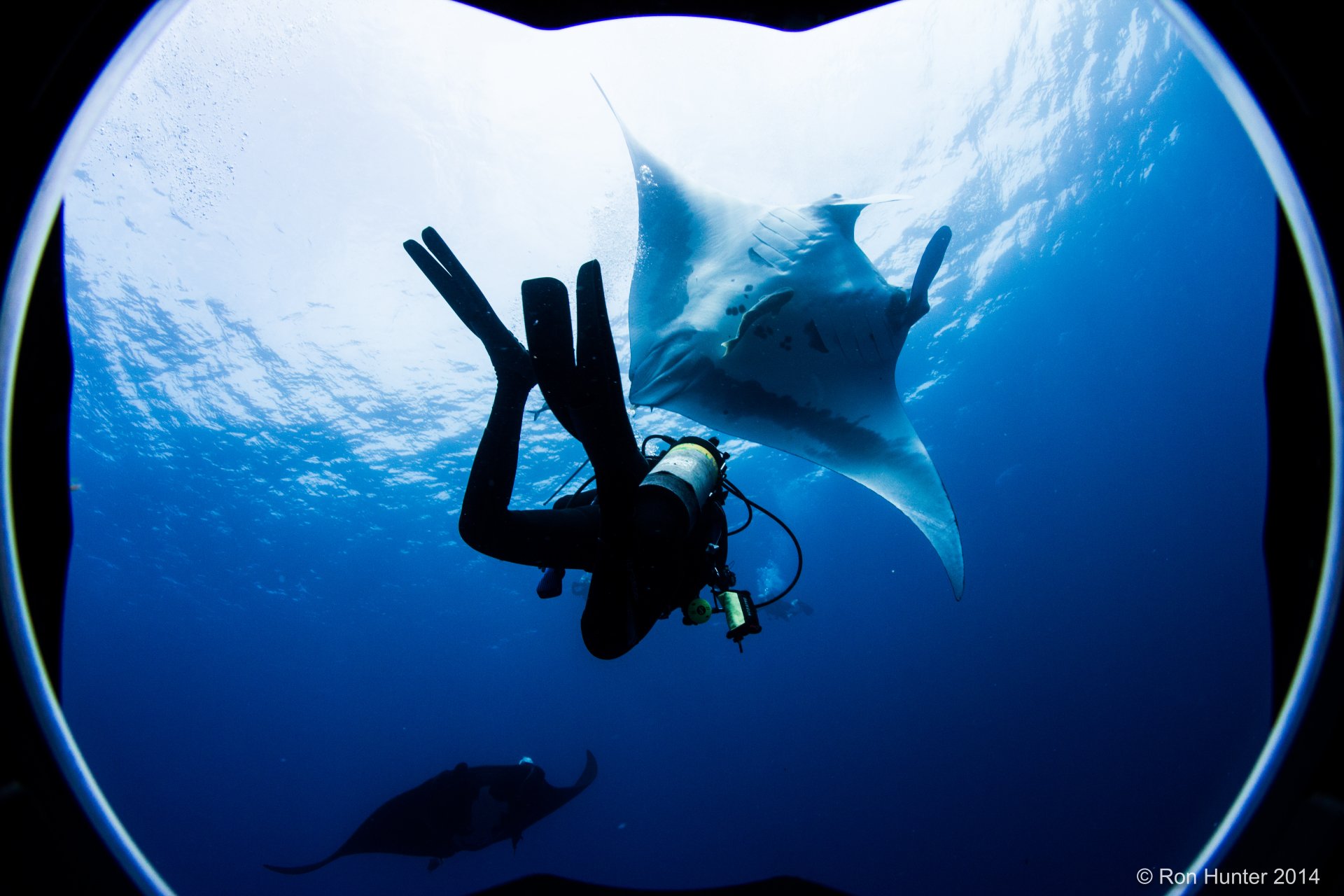 Dive Forster at Fisherman's Wharf | SCUBA, Dolphin Swim, Spearfishing