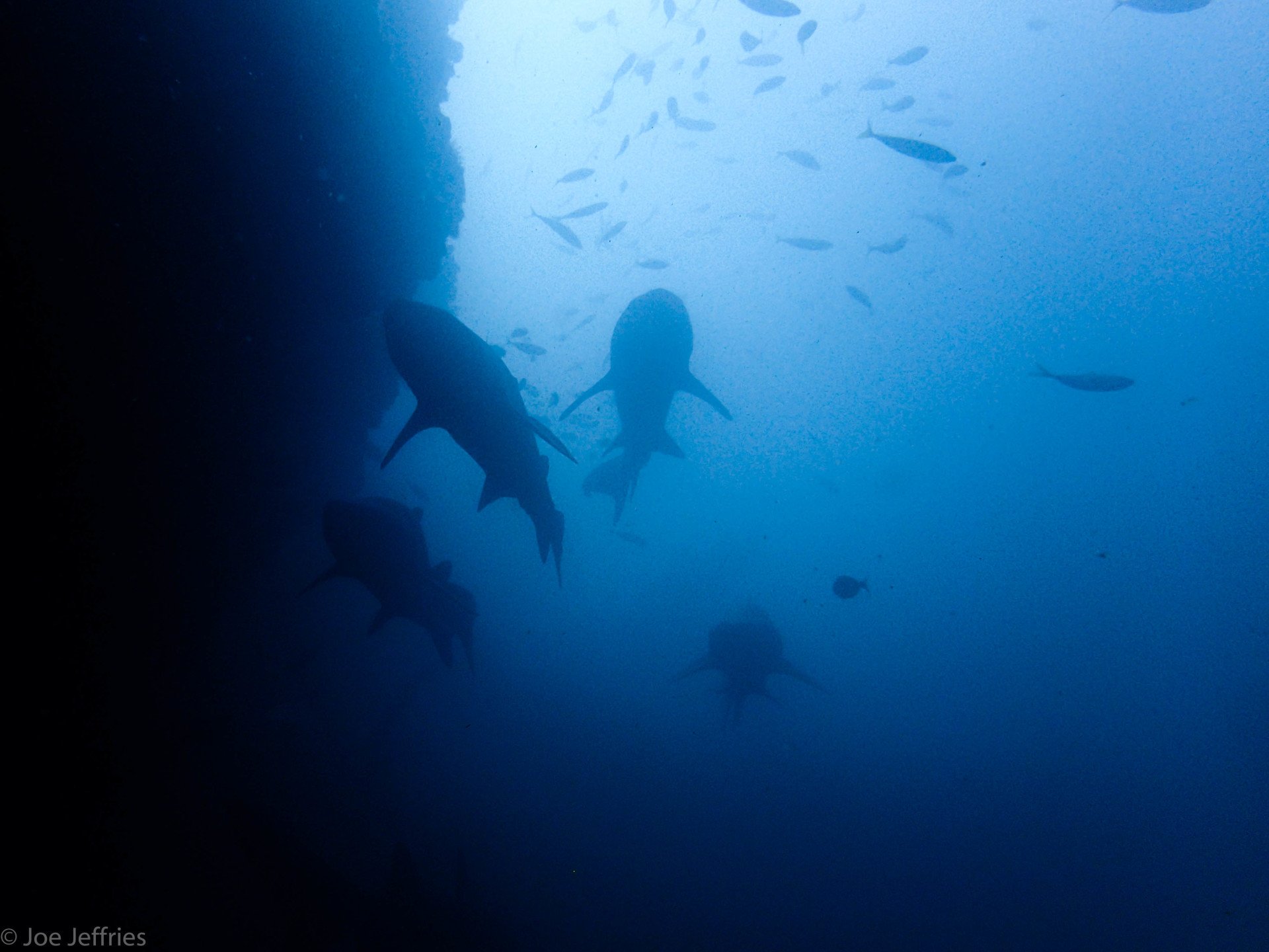 Dive Sites | Forster & Seal Rocks