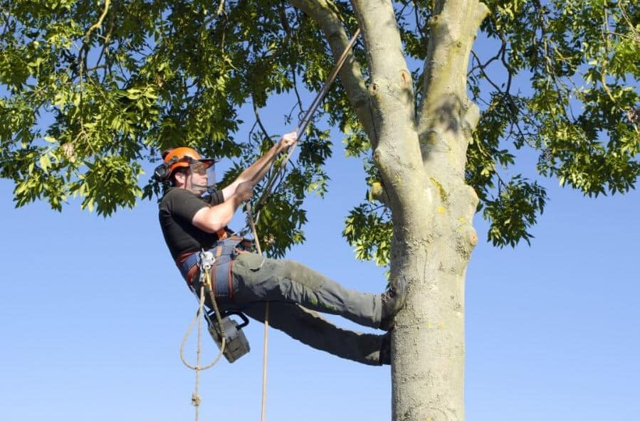 Tree surgeons | Goldfinch Tree Surgery