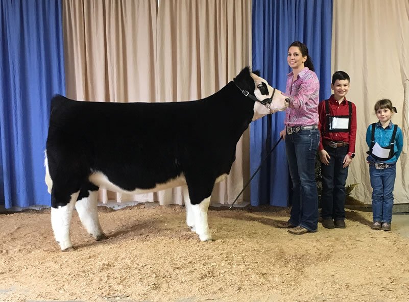 Show Steers, Show Heifers - Shane Show Cattle, OH