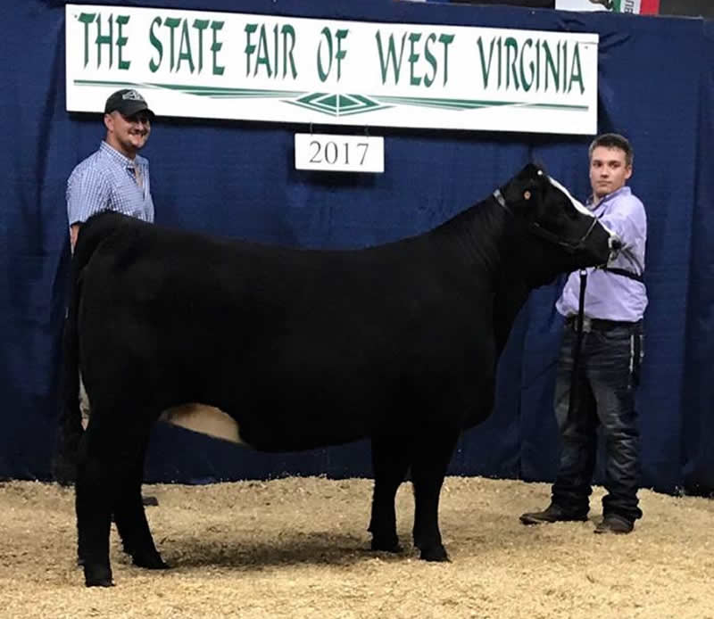 Show Steers, Show Heifers - Shane Show Cattle, OH