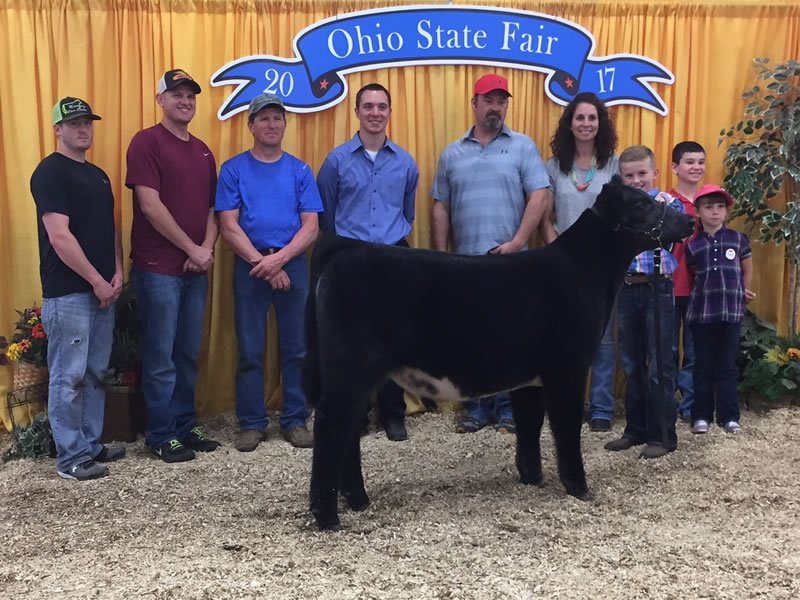 Show Steers, Show Heifers - Shane Show Cattle, OH