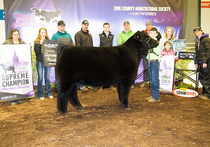 Show Steers, Show Heifers - Shane Show Cattle, OH