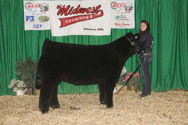 Show Steers, Show Heifers - Shane Show Cattle, OH