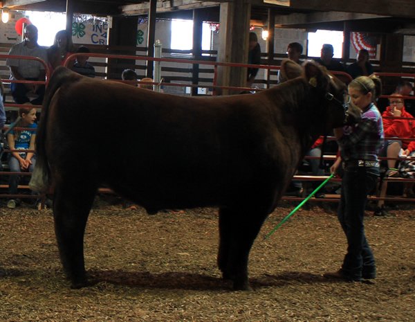 Show Steers, Show Heifers - Shane Show Cattle, OH