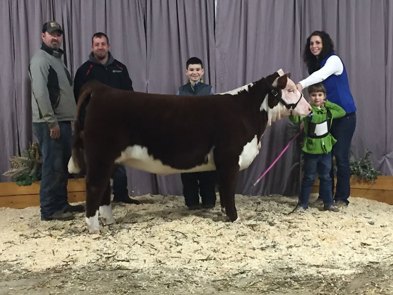 Show Steers, Show Heifers - Shane Show Cattle, OH