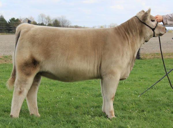 Show Steers, Show Heifers - Shane Show Cattle, OH