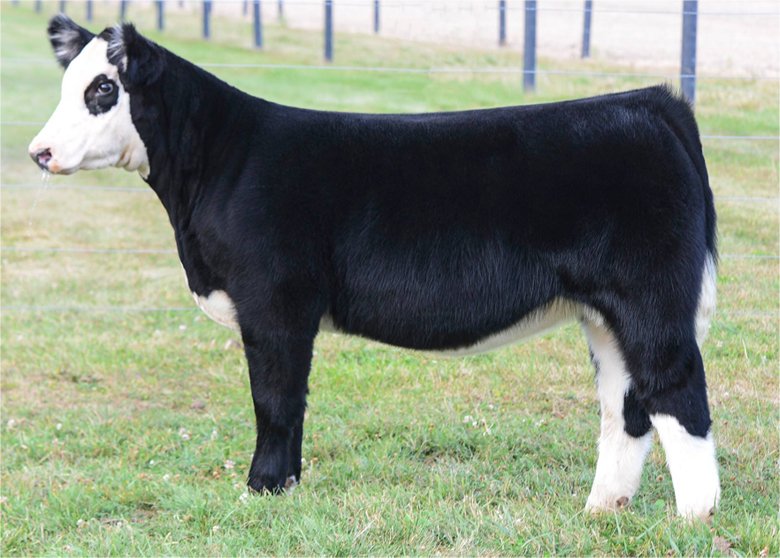 Show Steers, Show Heifers - Shane Show Cattle, OH
