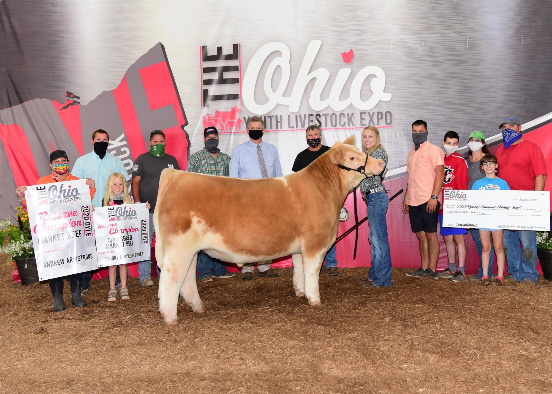 Show Steers, Show Heifers - Shane Show Cattle, OH