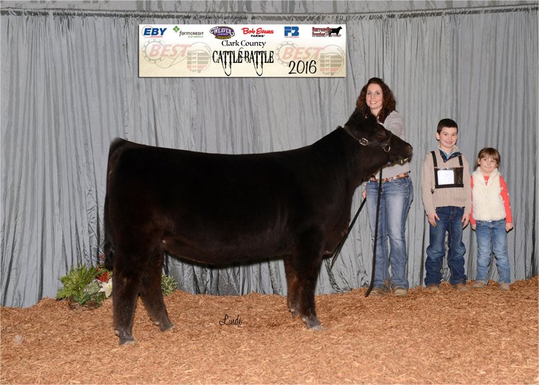 Show Steers, Show Heifers - Shane Show Cattle, OH